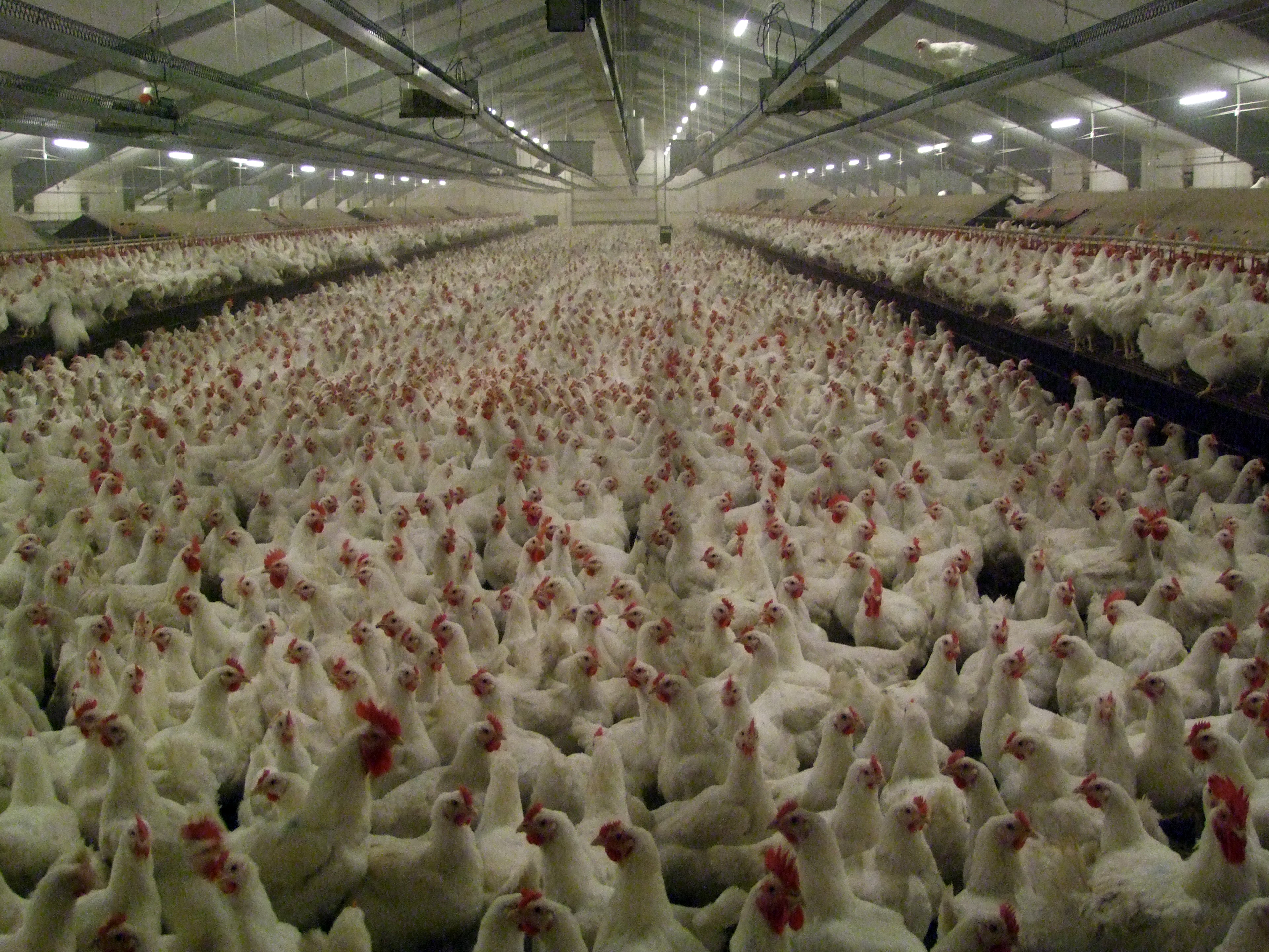 Climate and Farm Management Systems for Poultry