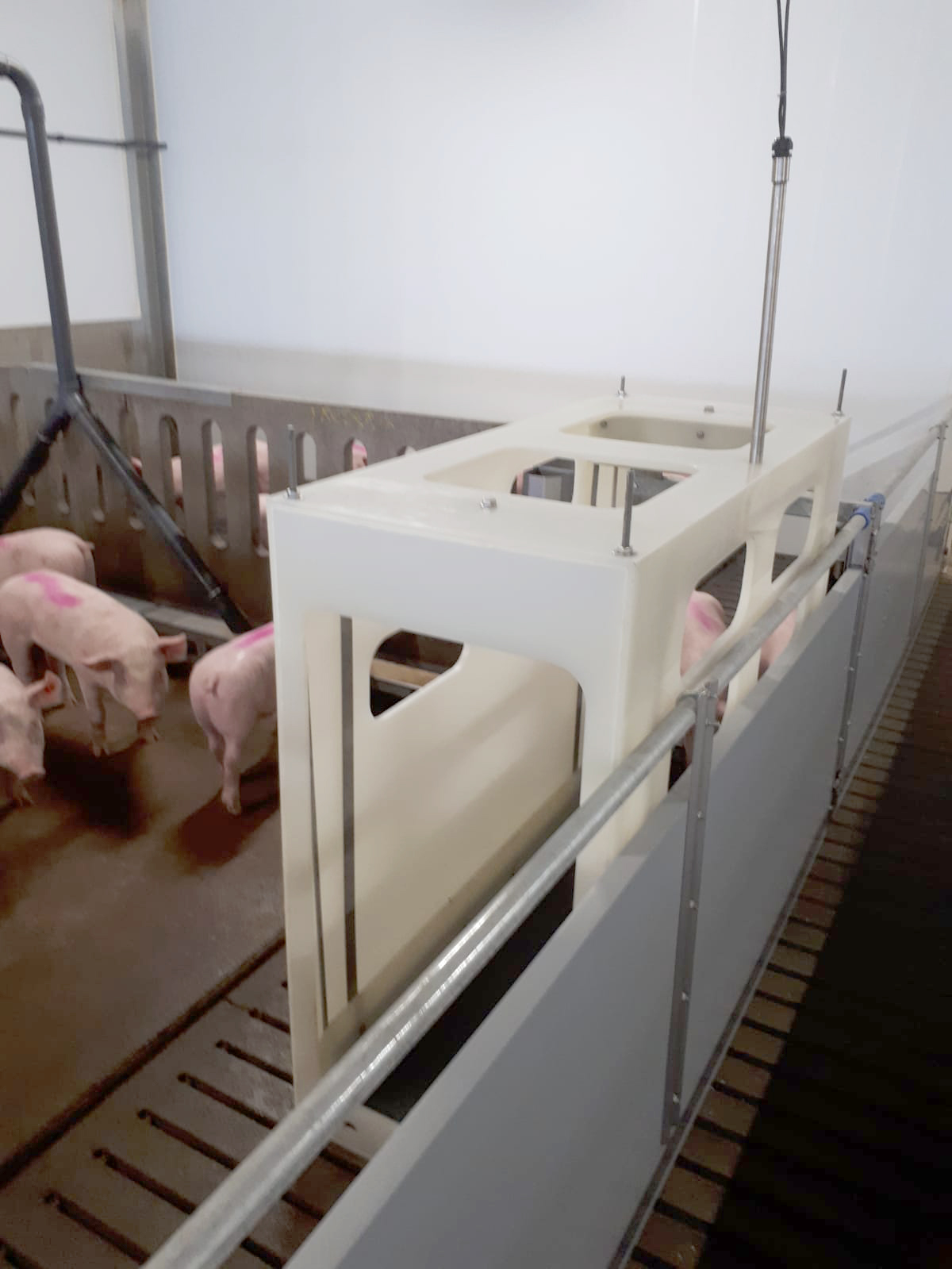 OptiScale - Monitoring of pigs growth